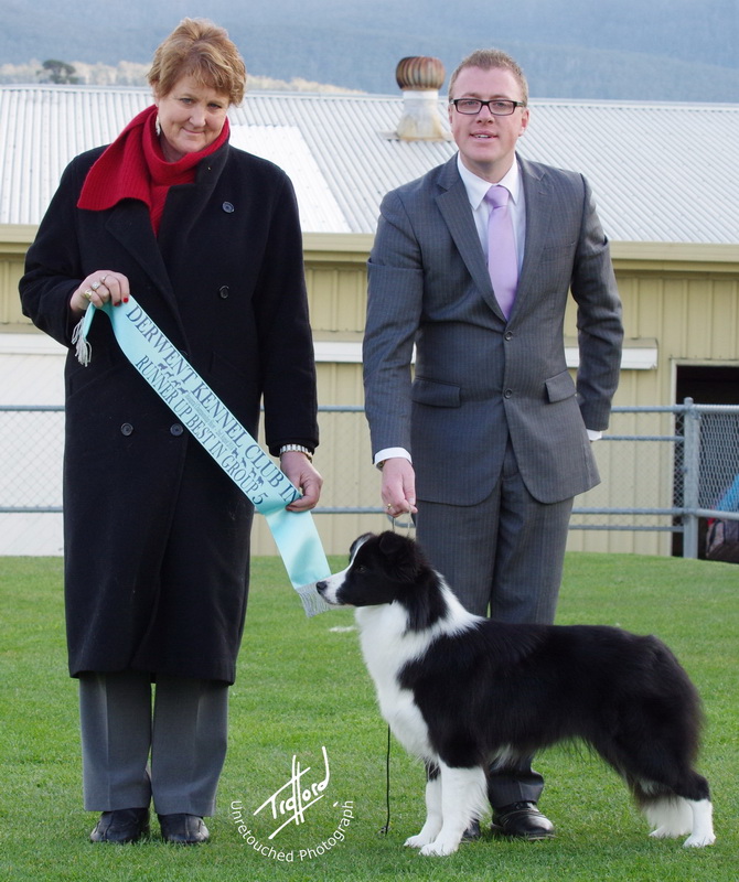 TraffordPhotos - Australian Dog Show Photos: August 2014