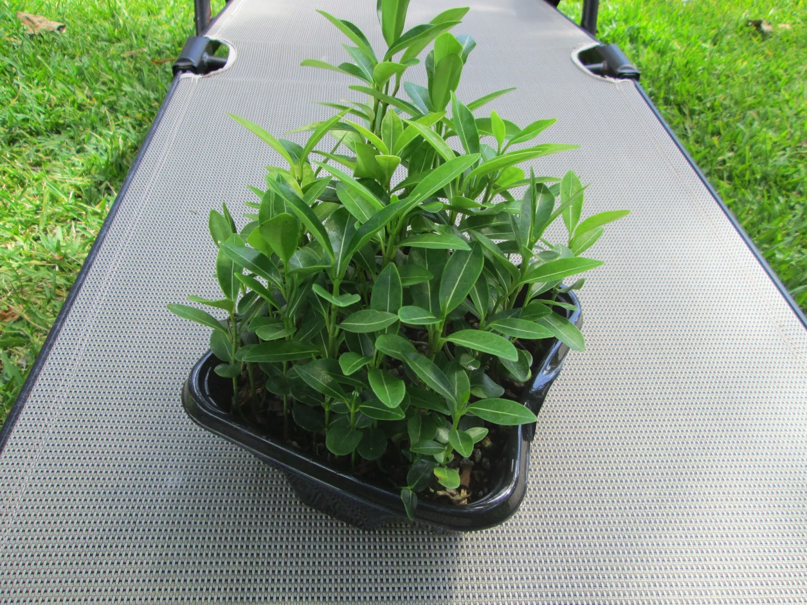 Garden Notes from Hawaii: STEPHANOTIS VINE (Stephanotis floribunda)