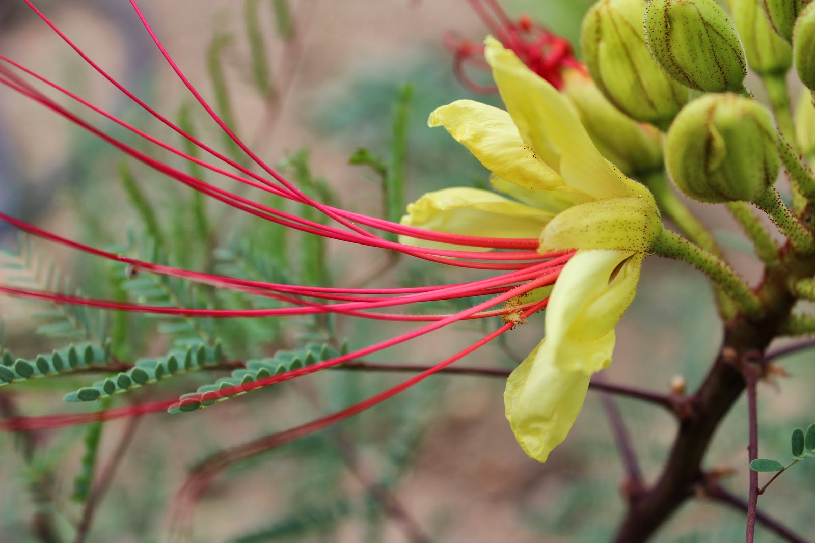 Perfumes y luces de Extremadura: Barba de chivo, Caesalpinia gilliesii.