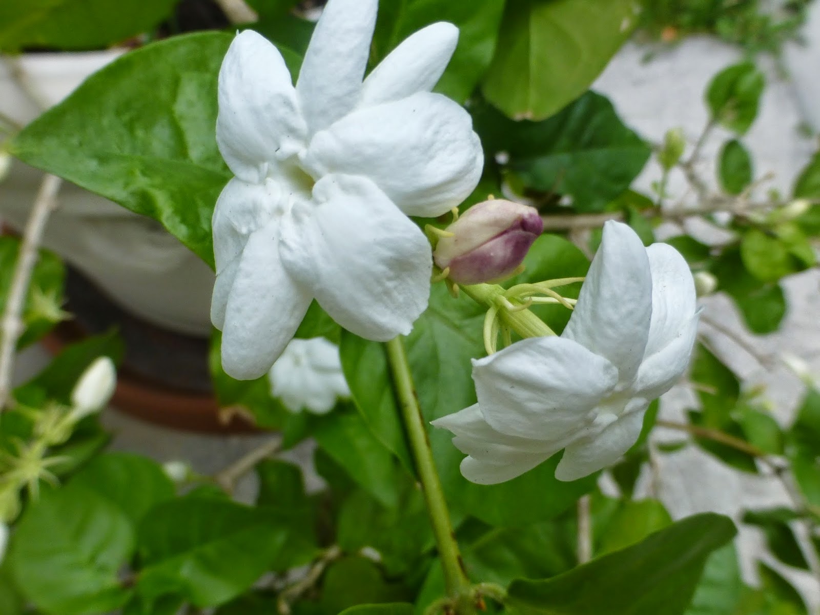 Once Upon a Garden Blog: August 2014