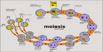 Bionomipa: Indikator 31: Proses Mitosis,Meiosis,Spermatogenesis