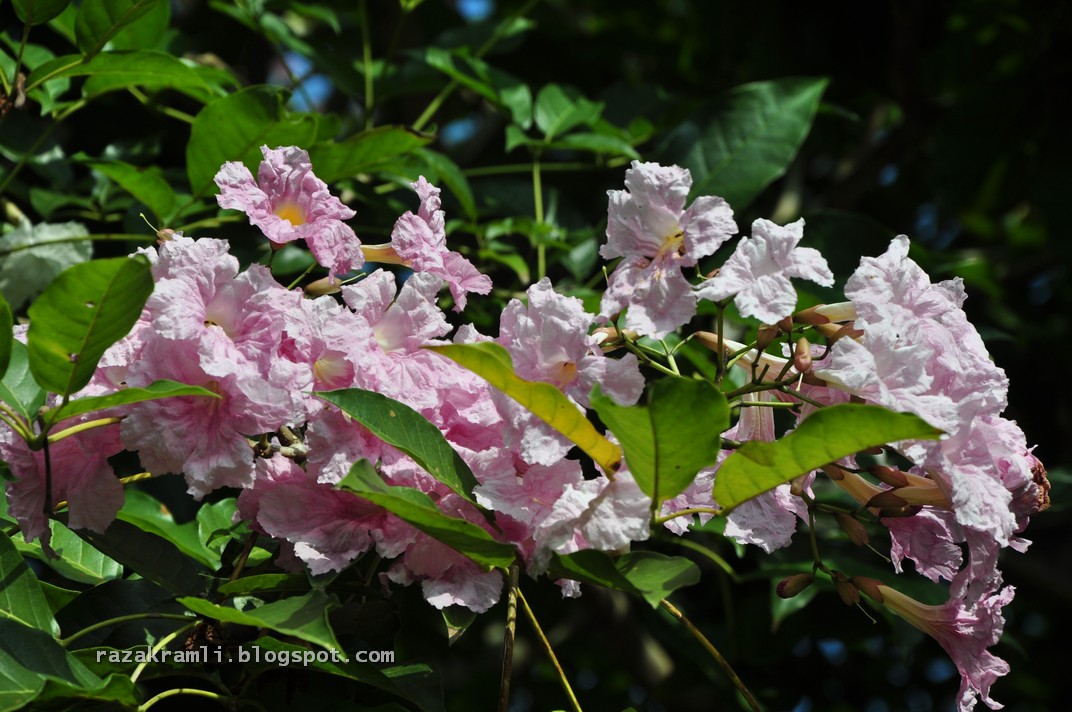 Fotografi merakam sejarah: Pokok Bunga Bongor sedang berbunga.