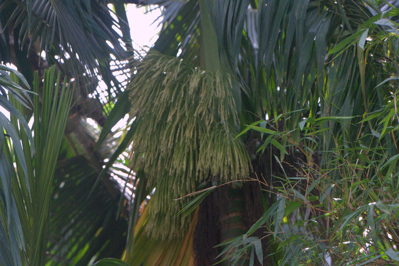 Images of Sri Lanka on blogspot.com: 'Gaduguda' and 'Arecanut ...