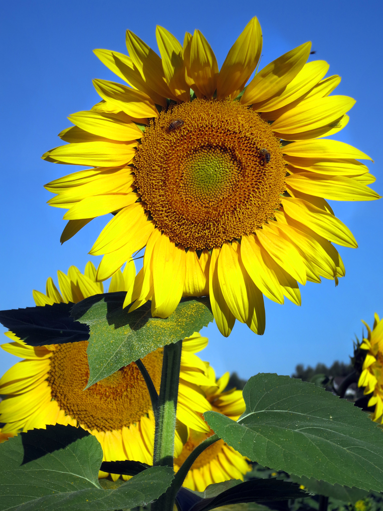 Amboise Daily Photo: August sunflowers