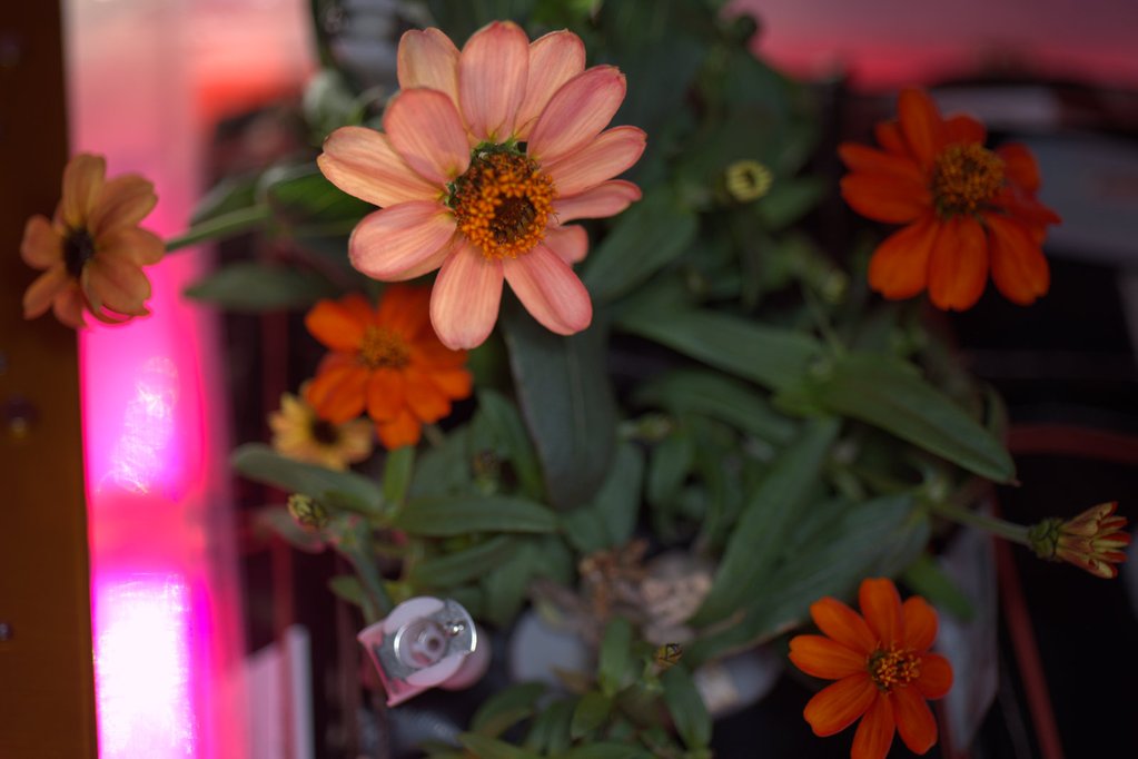 Bagaimana Bisa Bunga Zinnia Mekar di Luar Angkasa? - Info Astronomy