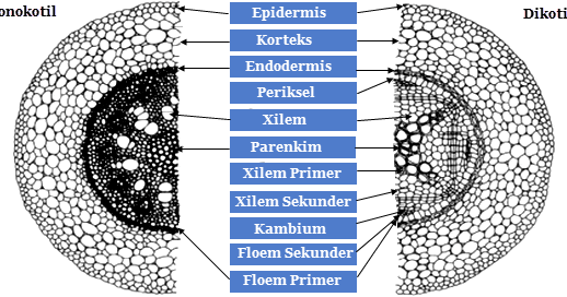 Struktur dan Fungsi Jaringan Akar