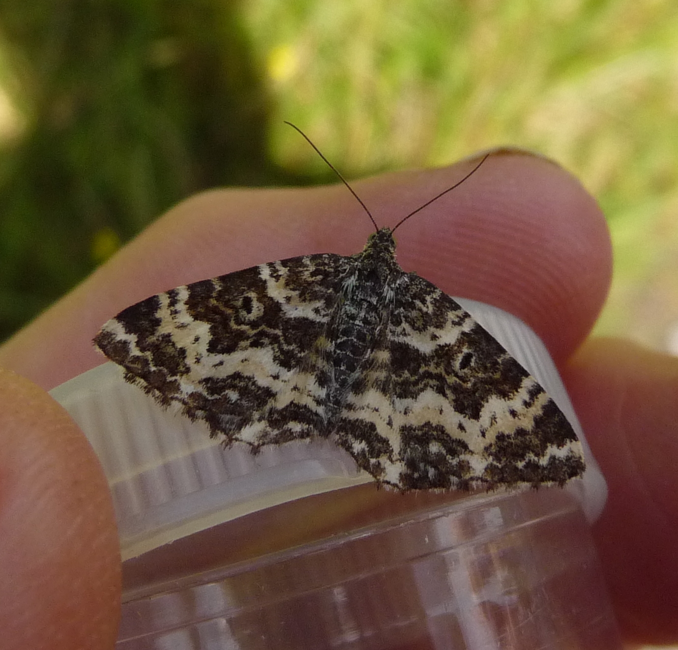 Ceredigion Moths: More day-flying moths