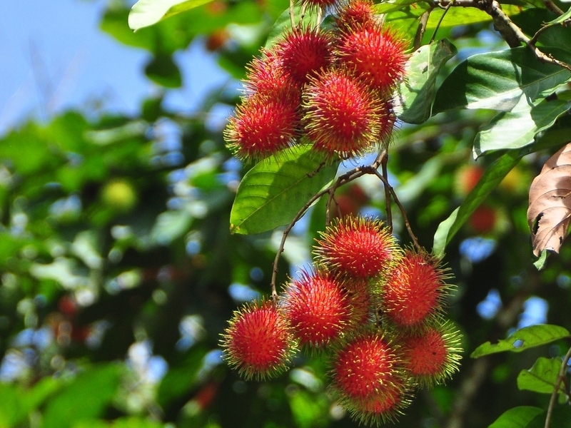 41 Manfaat Buah Rambutan dan Efek Sampingnya - Manfaat dan Efek Samping