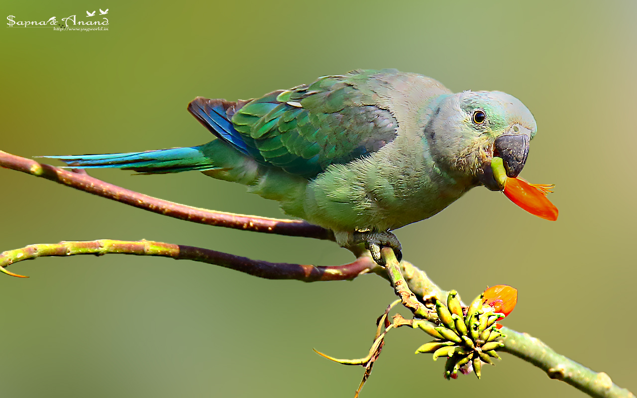 Malabar Parakeet | YuGWoRLD
