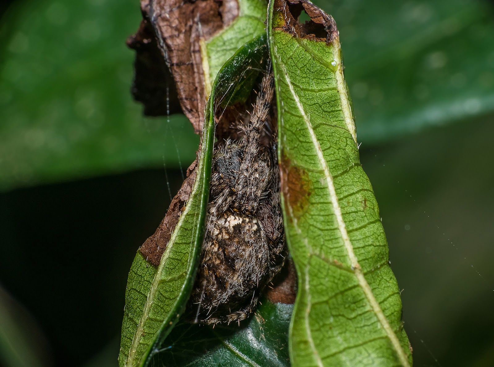 tower record: 特寫的茶色姬鬼蛛 Neoscona punctigera Doleschall, 1857 (Spider)