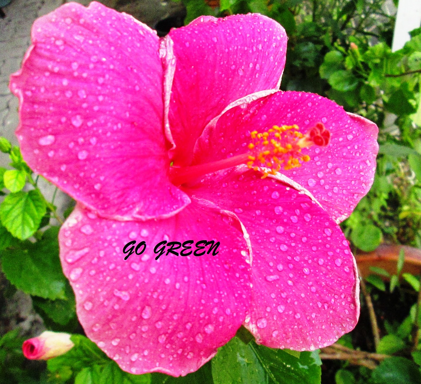 Terbaru 29+ Bunga Hibiscus, Gambar Bunga