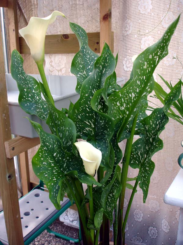 Tankar om och från min trädgård.: juni 2013