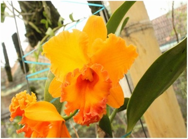 Anggrek Catleya ~ Tanaman Bunga Anggrek