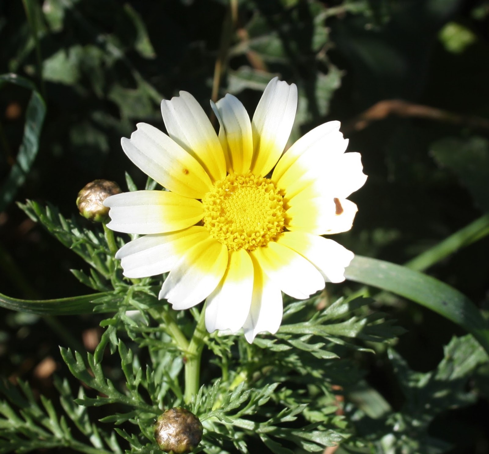 Plantas: Beleza e Diversidade: Malmequer (Glebionis coronaria)