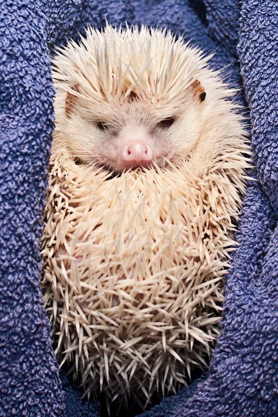 cutest little animals // najslađe sitne životinje: Afrički pigmejski ...