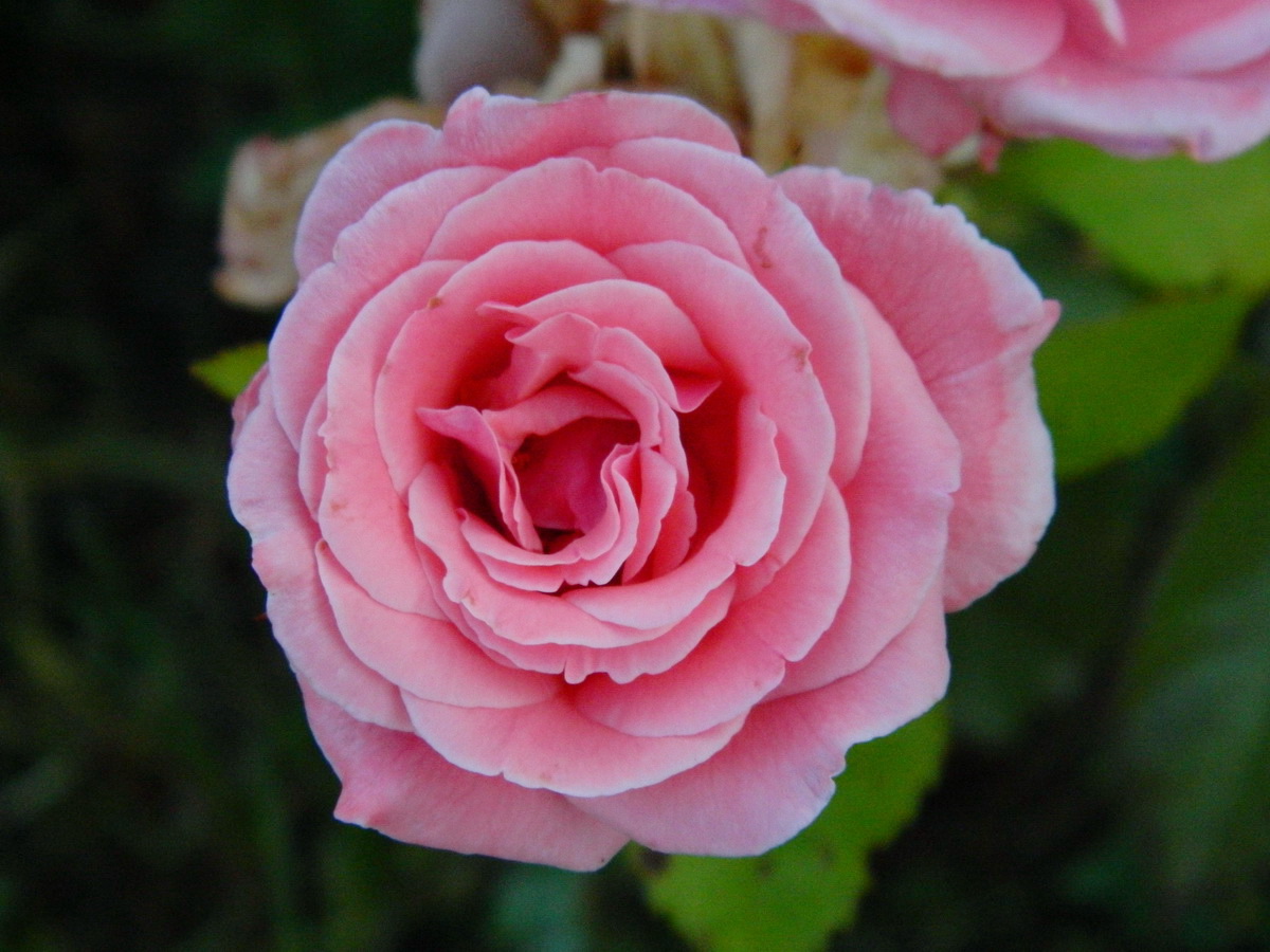 LA MULTI ANI, ROMANIA!: Trandafiri roz