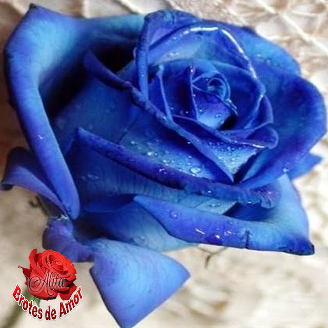 Brotes de Amor: Significado de las rosas azules