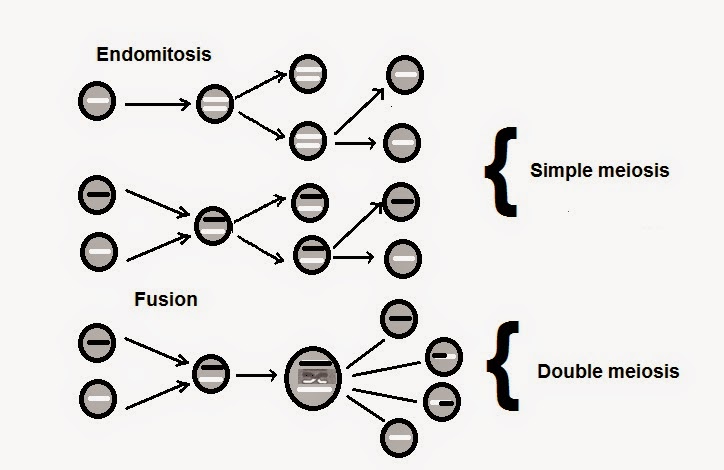 Divulgación de la Ciencia: Cómo surgió la reproducción sexual