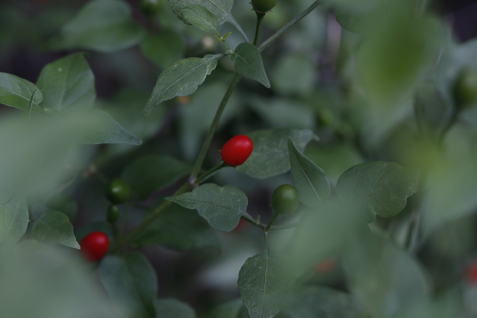 Solanaceae de Argentina: Capsicum chacoense Hunz.