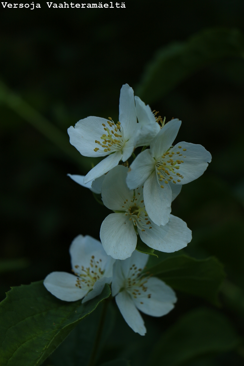 Versoja Vaahteramäeltä : Suloinen pihajasmike