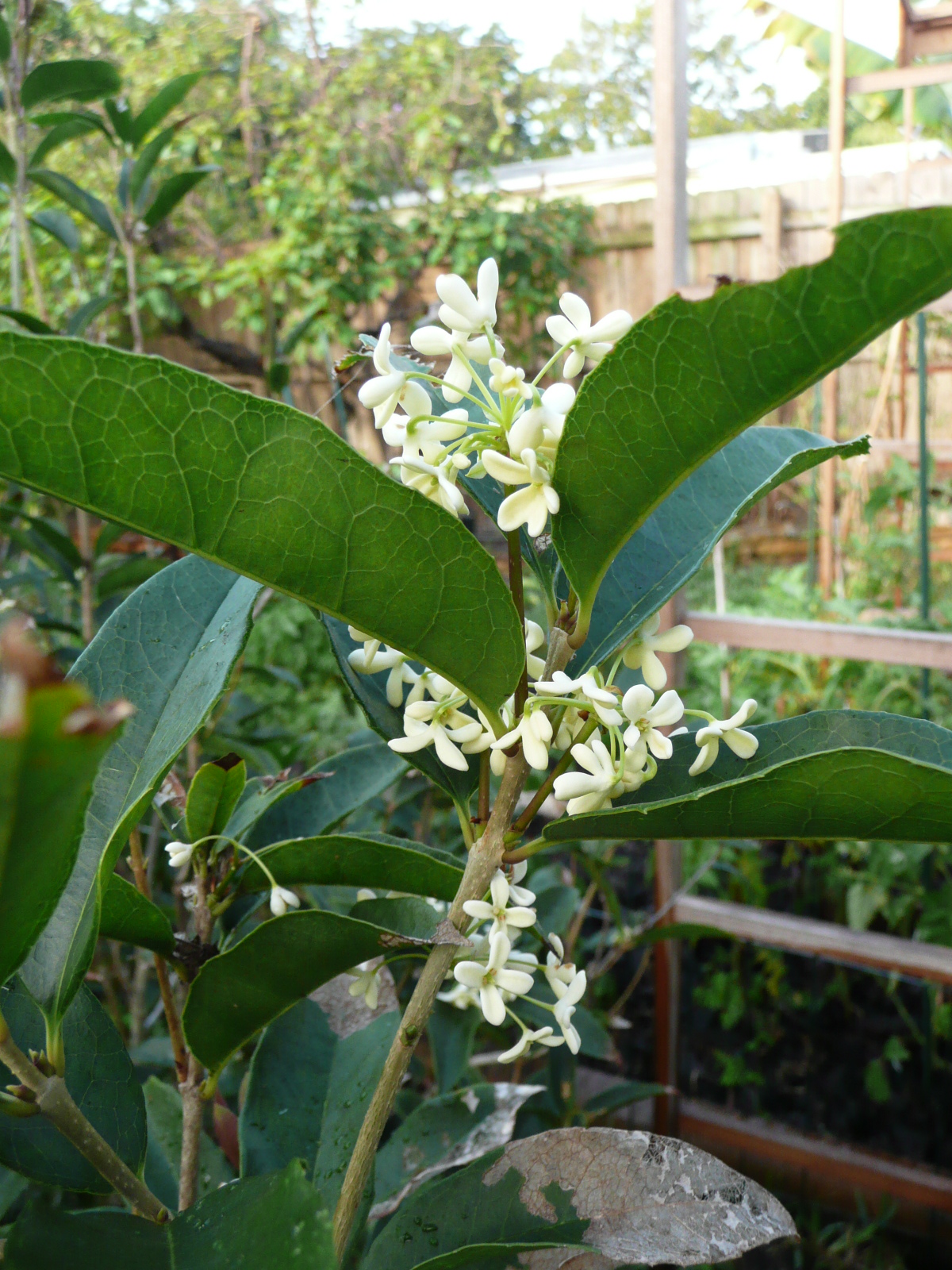 Gardening South Florida Style: Sweet Tea Olive - Osmanthus fragrans
