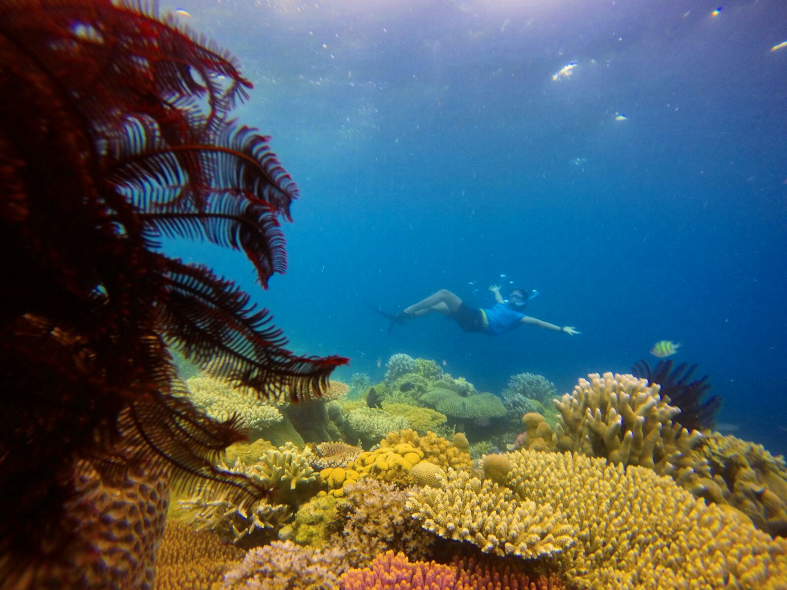 Taman Laut Bawean | My Inspiration =>>