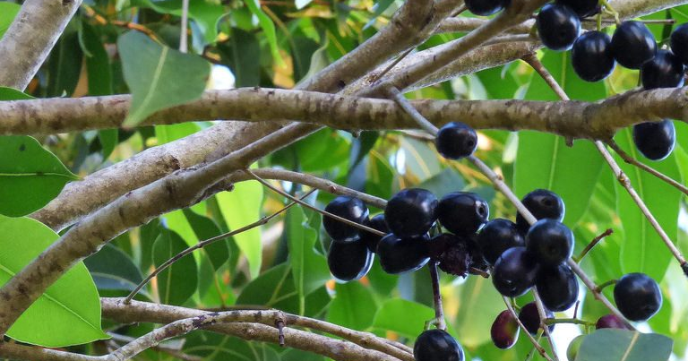 Mengenal Lebih Dekat Jamblang, Buah Kecil dengan Banyak Nama - Ayo Bertani
