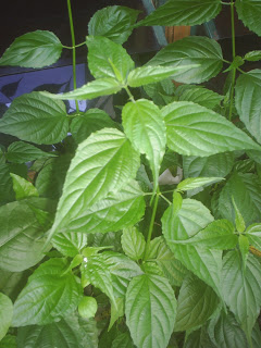 MANFAAT DAUN CINCAU UNTUK KESEHATAN - TIPS MANFAAT HERBAL DAN TIPS ...