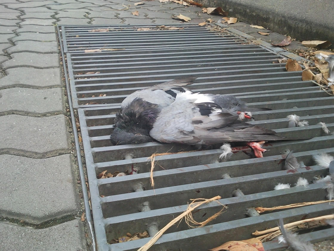 A Day In SG: Dead Pigeons in Boon Lay Blk 210 and 215