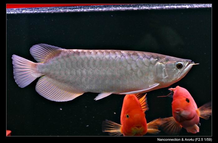 Cá rồng Thanh Long | Kỹ thuật nuôi trồng.com