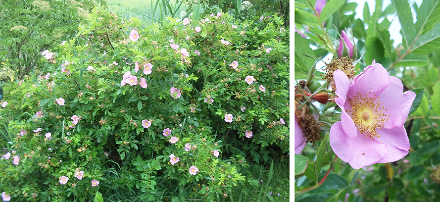 PLANTS & RIDICULOUSNESS: WILD SOMEPLACE ELSE