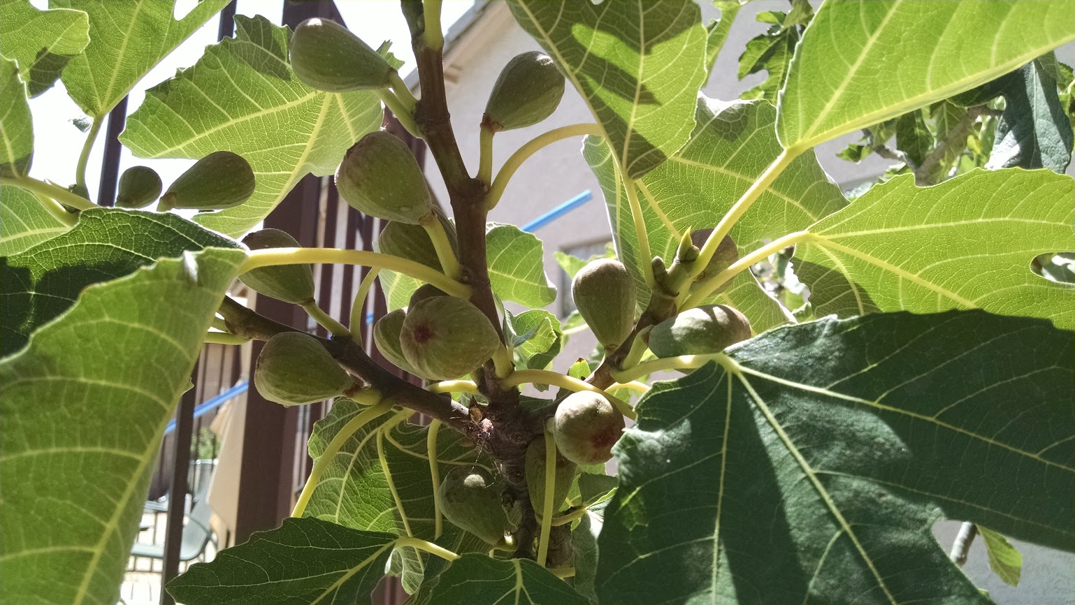 Desert Valley Orchard: Petite Negra Fig