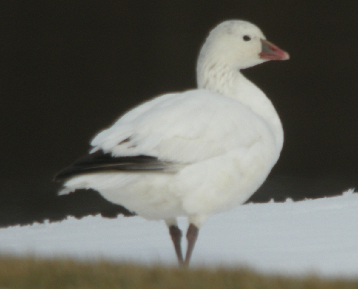 Avian Tendencies: Putative Ross's Goose