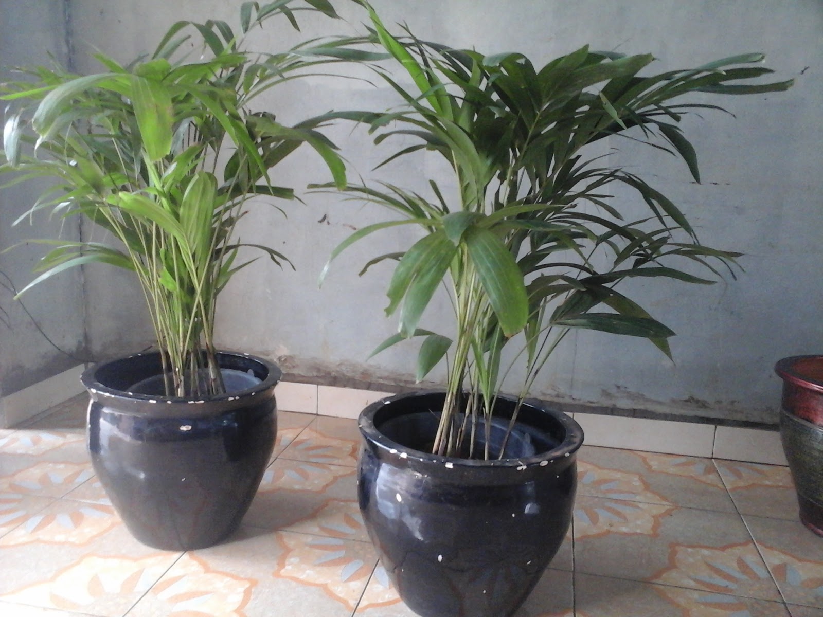 DAFTAR HARGA TANAMAN: Sewa Tanaman Palm Putri | Veitchia Merrilli.