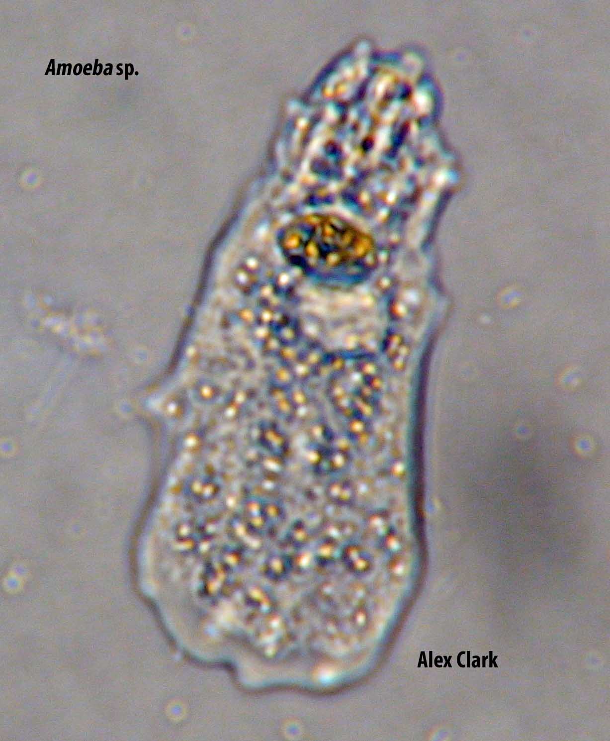 Alex Clark's Biology 111 Blog