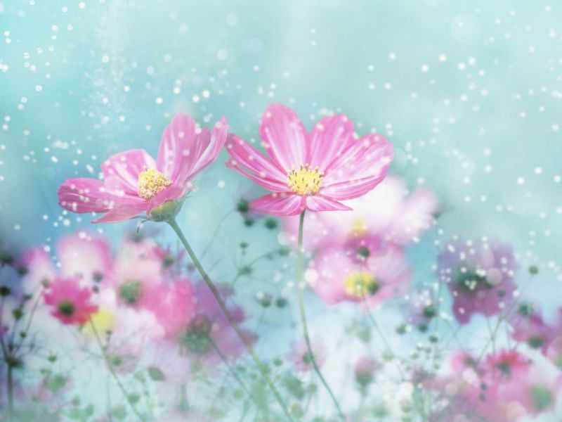 fondos de flores,flowers,wallpapers