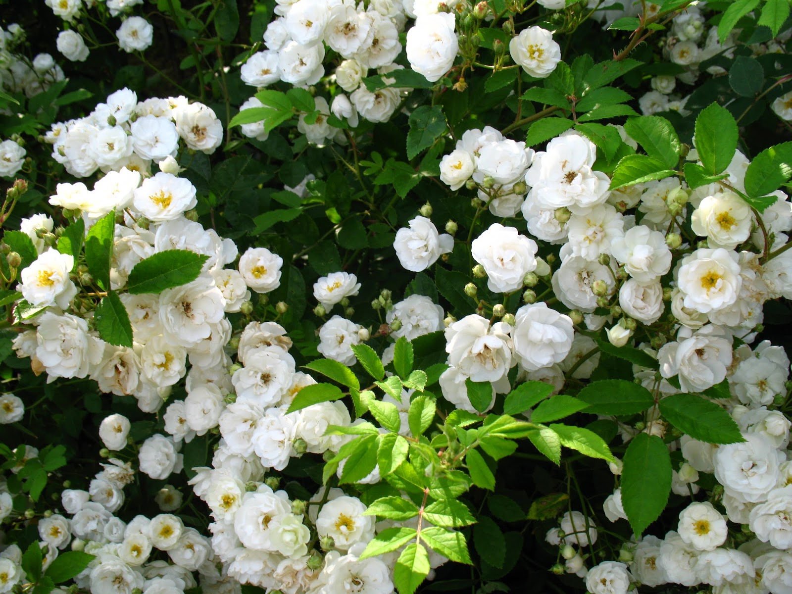 Roses du jardin Chêneland: Rosier multiflora Nana