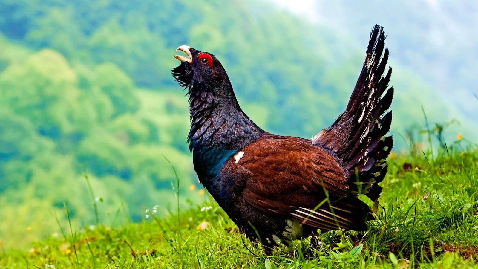 El Urogallo Común Ibérico