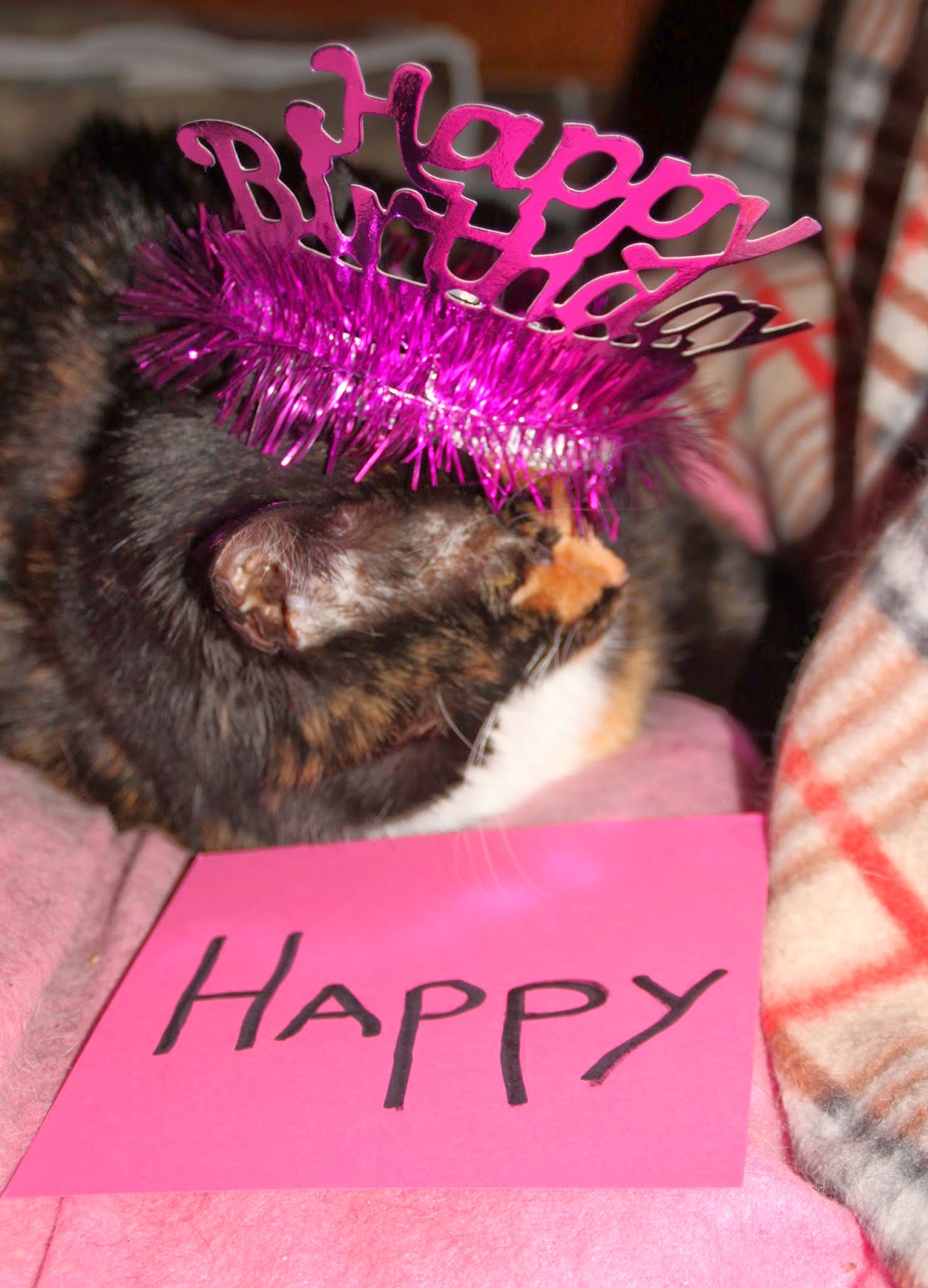 Cats of Wildcat Woods: Happy Birthday Marg!