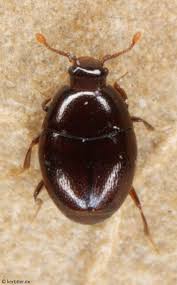 INSECTOS DE P.R. In Memoriam Dr Luis F Martorell y Dr Alain Liogier ,DR ...