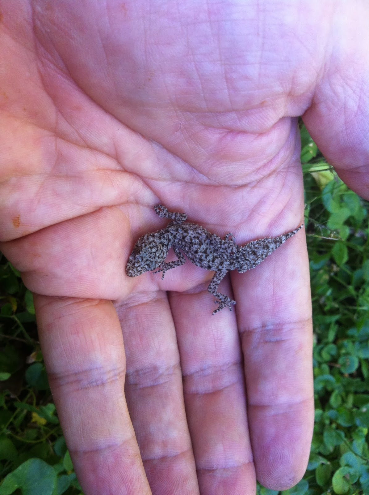 Wild About...: Re-Wilding A Sydney Backyard