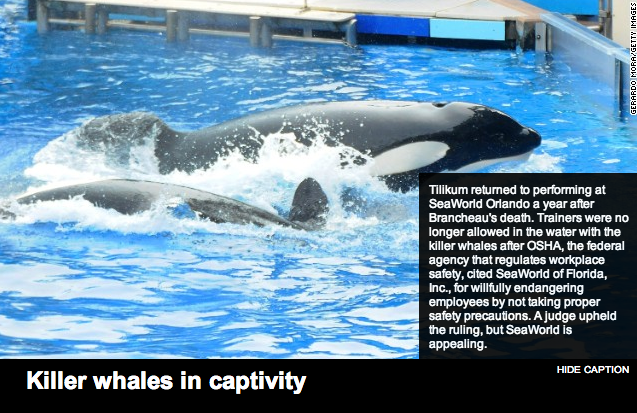 OCEANS: CAPTIVITY KILLS ORCA WHALES