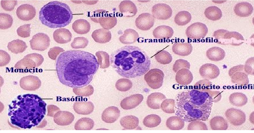 Células Sanguíneas: Leucocitos