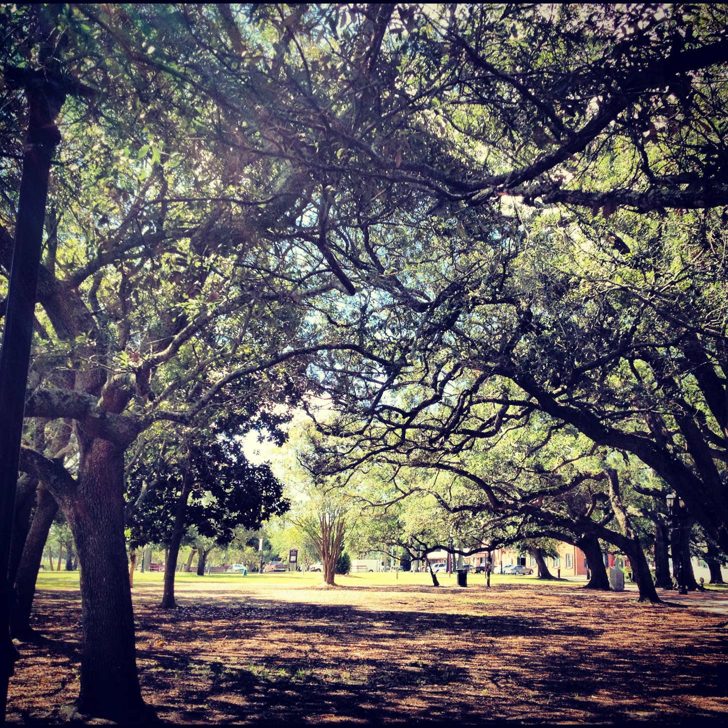 Seville Square in Downtown Pensacola!