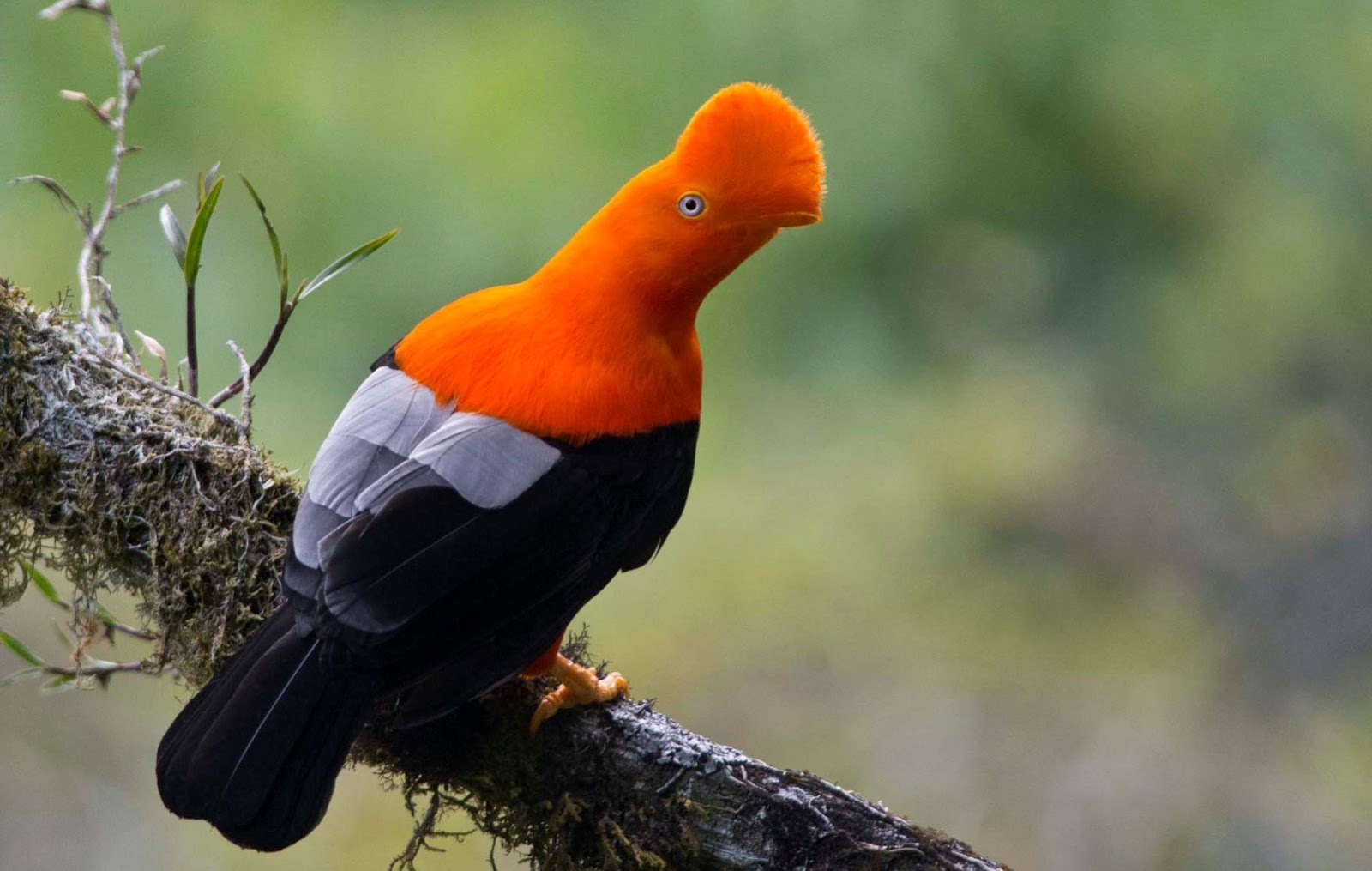 Las 7 Aves Nacionales más bellas de Hispanoamérica