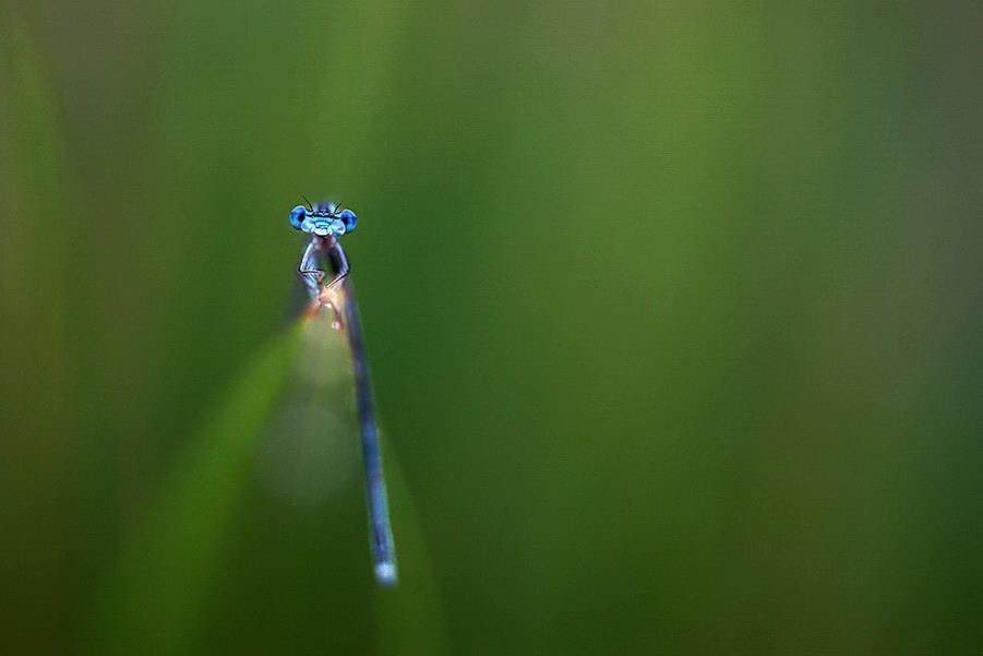 Fotógrafo captura a beleza das Libelinhas | Marte é para os Fracos