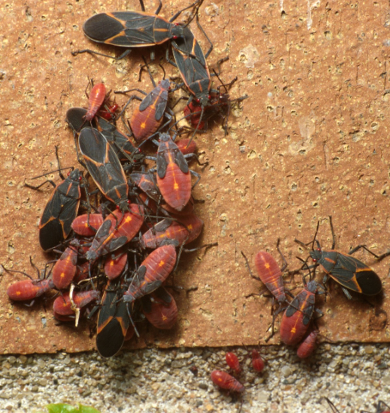 Springfield Plateau: Boxelder Bugs