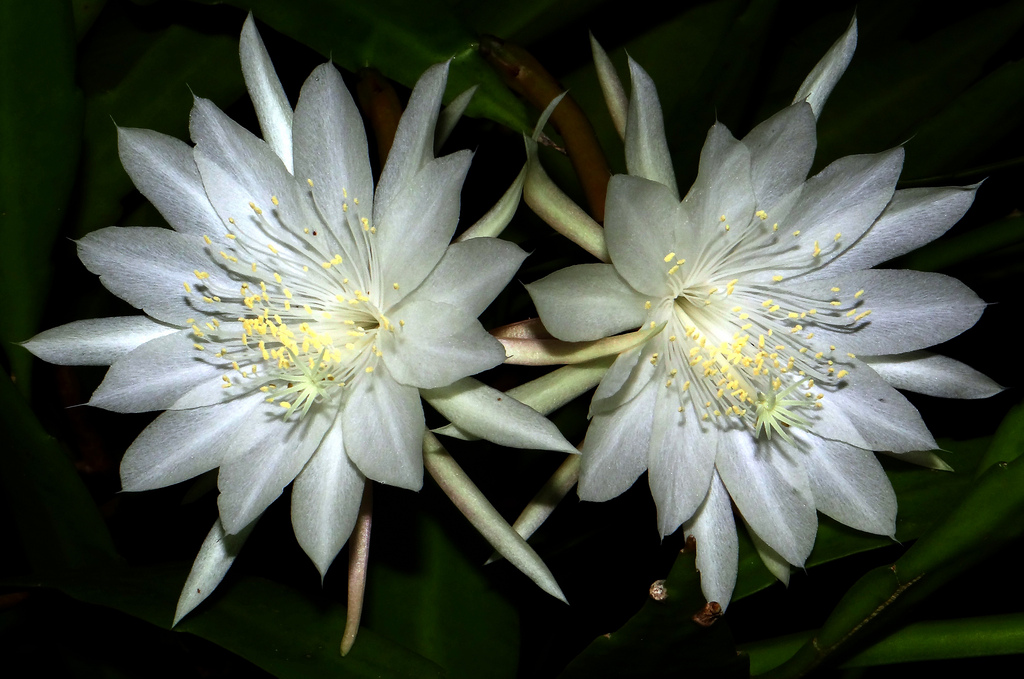 Psique: Flor Da Lua ... Eterna, Enquanto Dura.