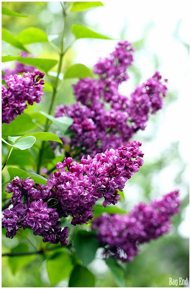 Bag End: Syreeni vai sireeni?