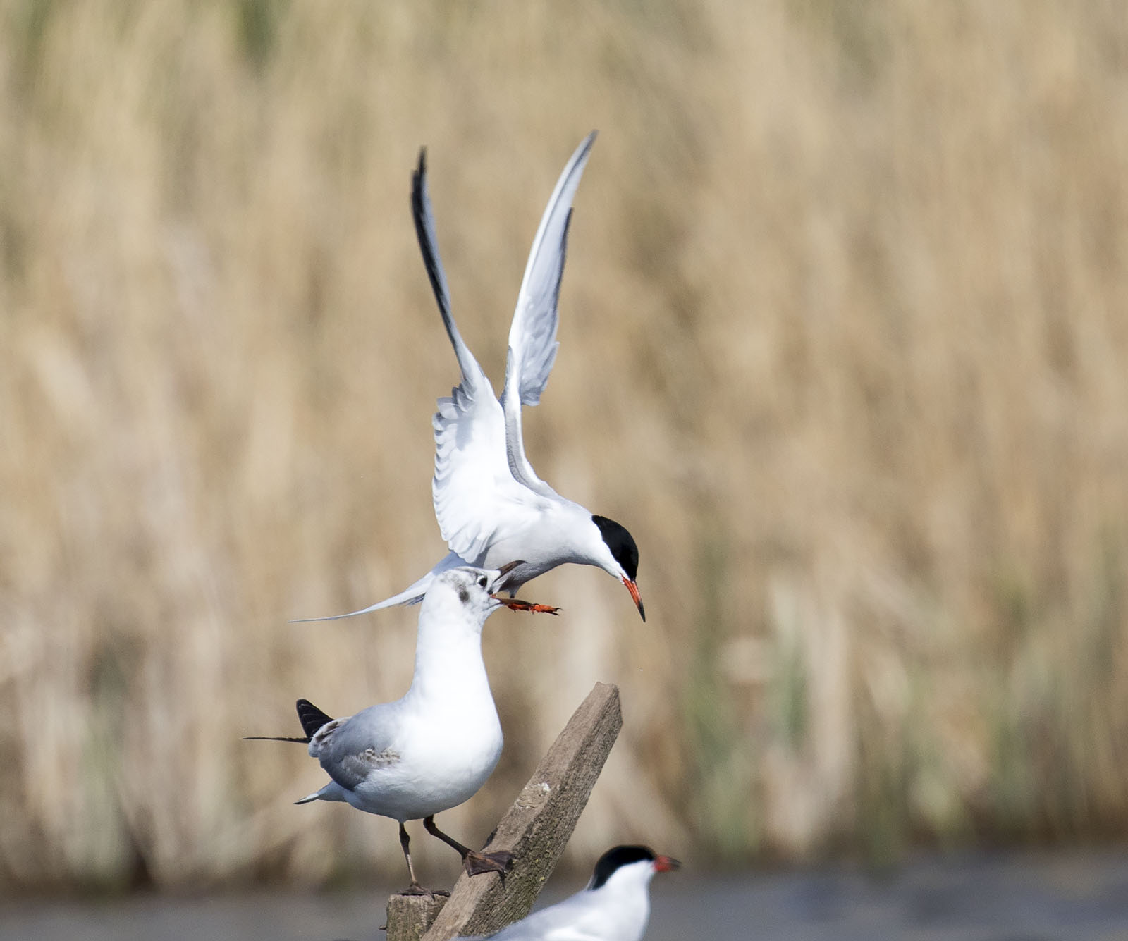 pewit: Common Terns are back